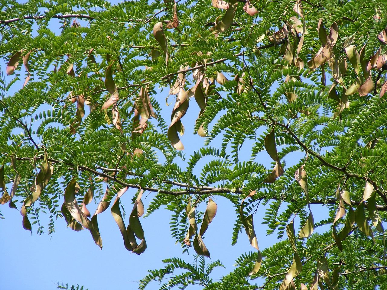 40+ Free Carob & Carob Tree Images - Pixabay