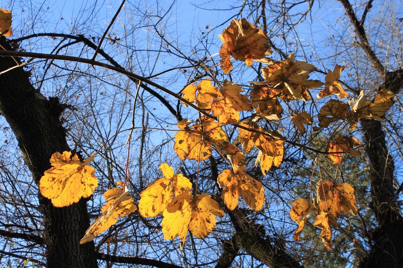 Herbst Golden Blätter - Kostenloses Foto auf Pixabay