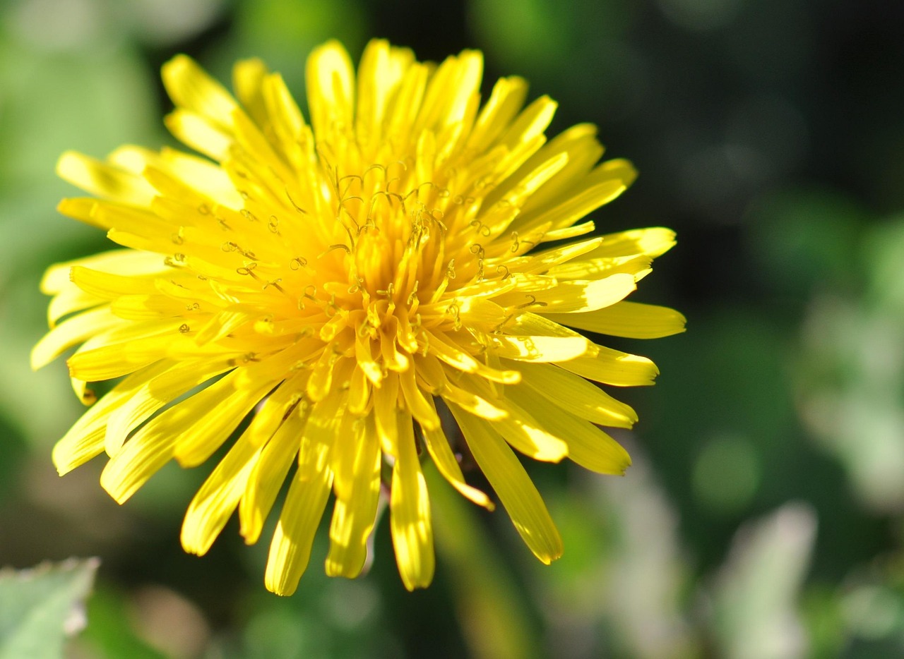 Dandelion Herbs Flower - Free photo on Pixabay - Pixabay