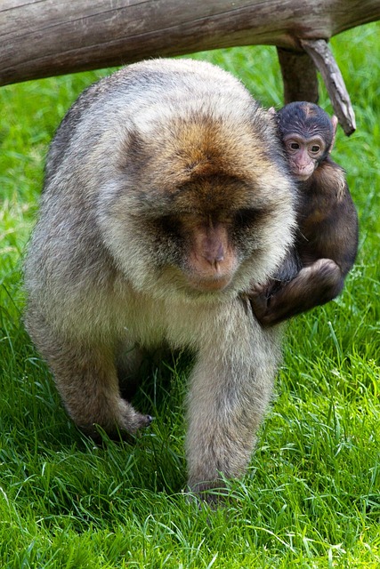 Animal Baby Care - Free photo on Pixabay - Pixabay