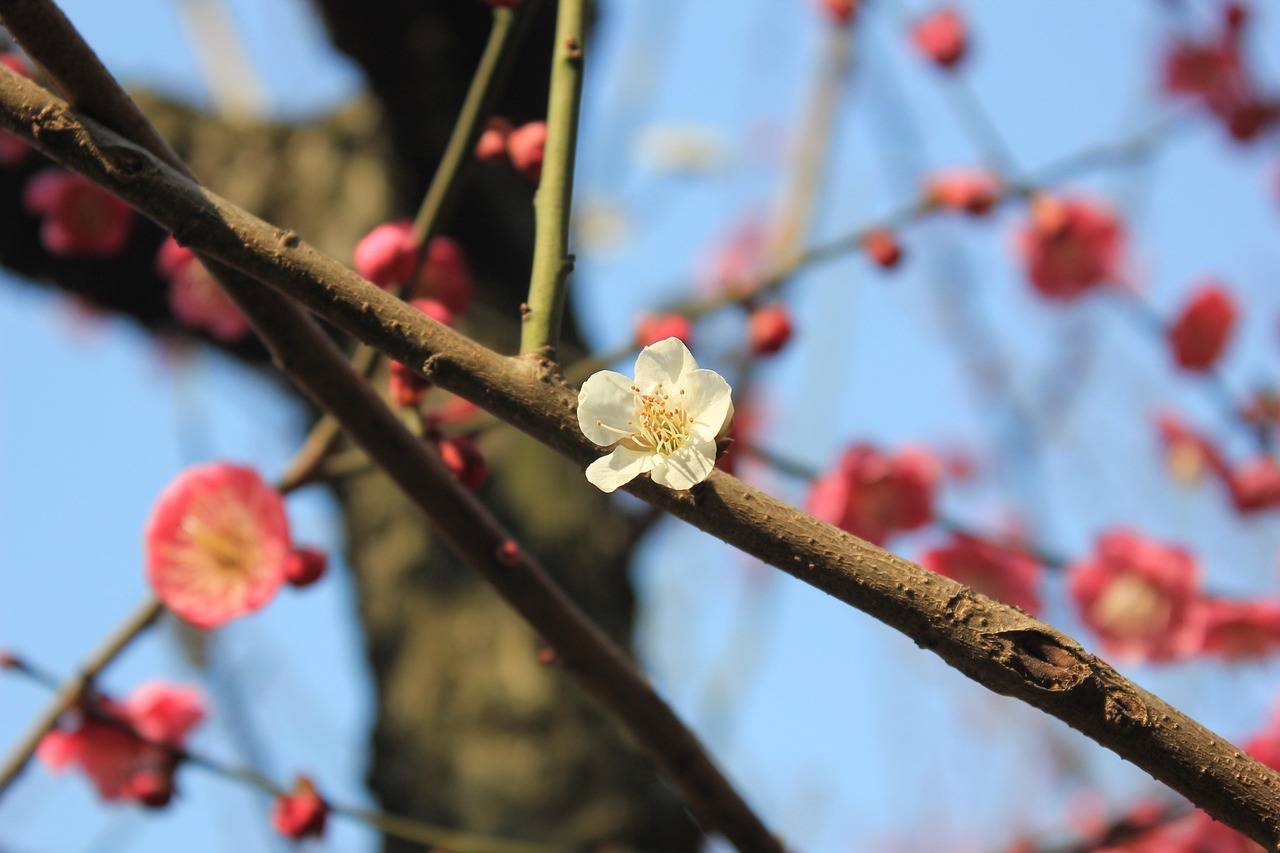 Plum Blossom Spring Pink - Free photo on Pixabay - Pixabay