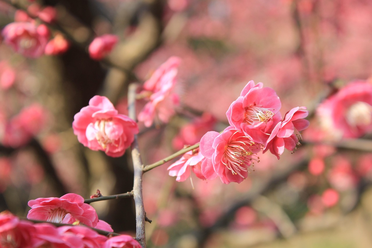 Plum Blossom Spring Pink - Free photo on Pixabay - Pixabay