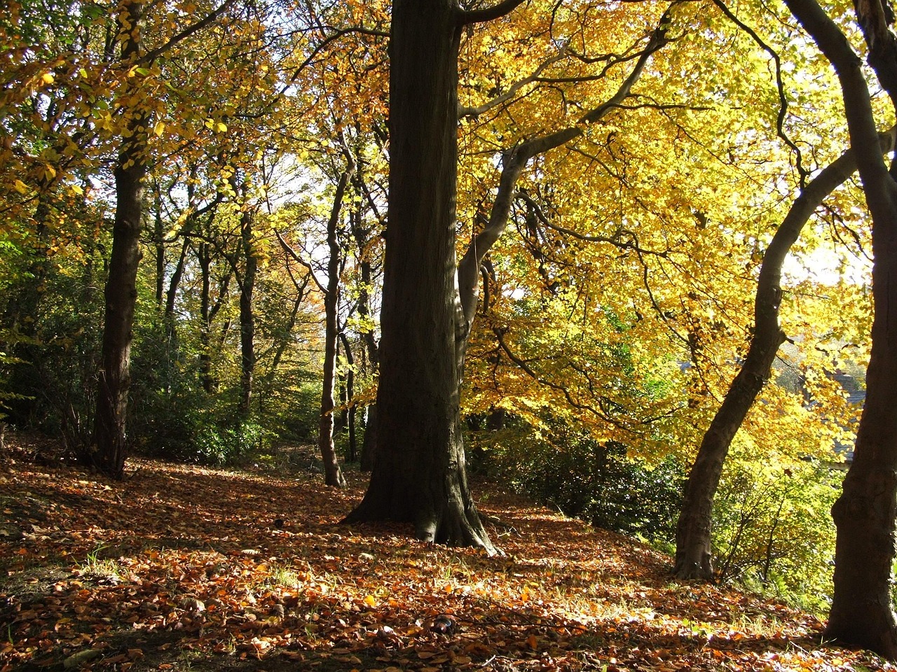 Arbre Des Arbres Automne - Photo gratuite sur Pixabay - Pixabay