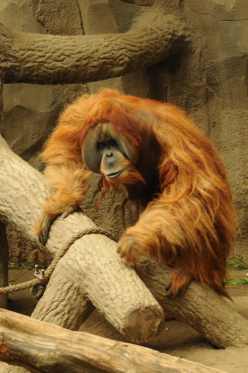 50,000+ Free Orang Orang Berjalan Sketsa & Orange Images - Pixabay