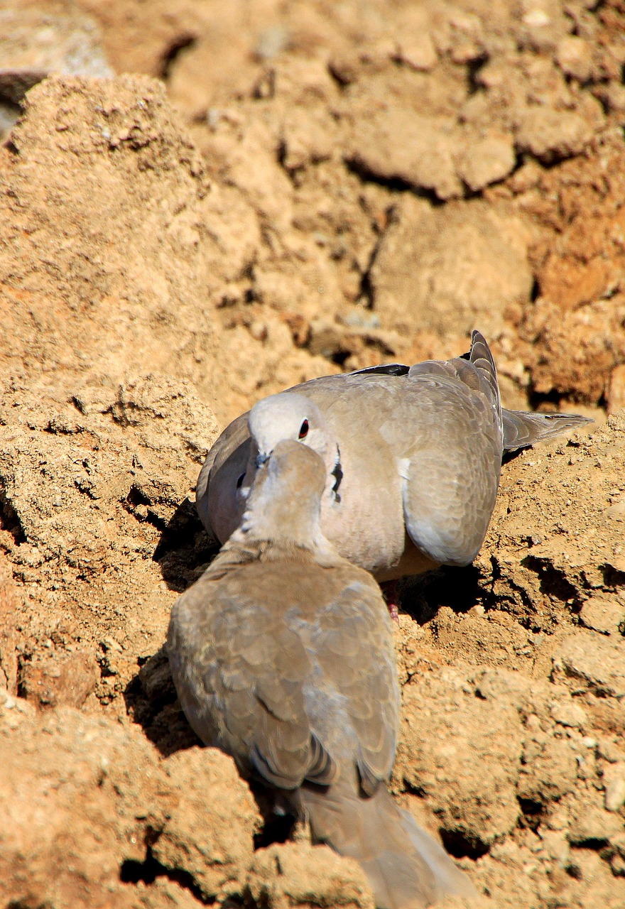 Dove Birds Collared - Free photo on Pixabay - Pixabay