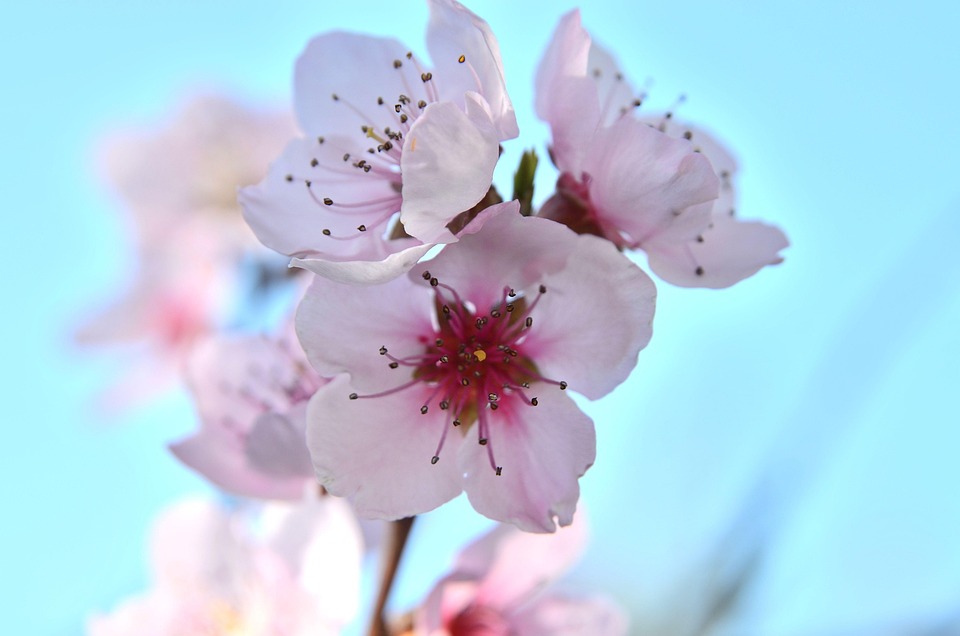 Bunga Bunga-Bunga Wild Flower - Foto gratis di Pixabay
