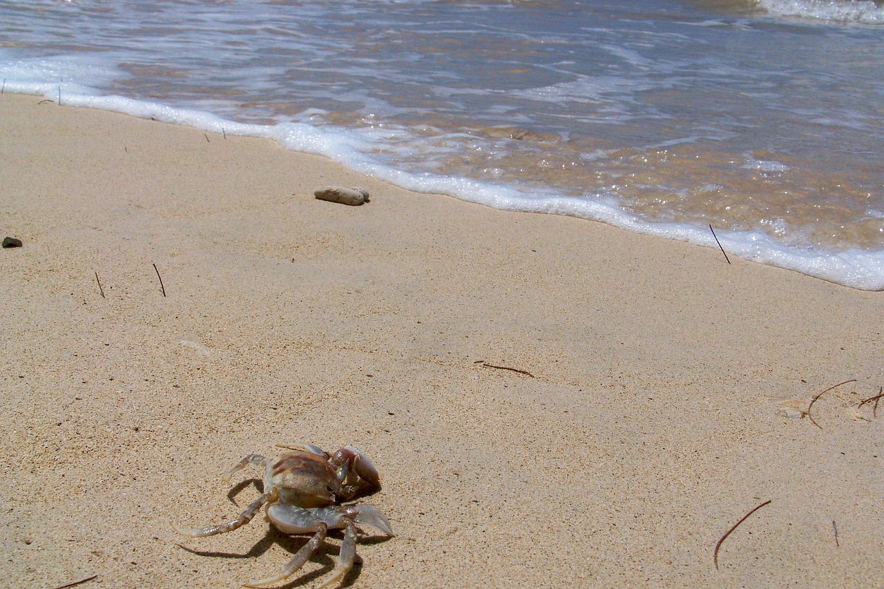 Hawaii Sea Crab - Free photo on Pixabay - Pixabay