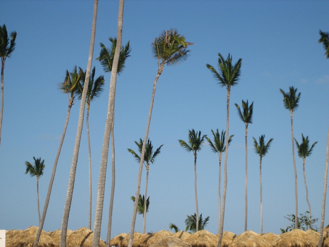 Dominican Republic Palm Trees - Free photo on Pixabay