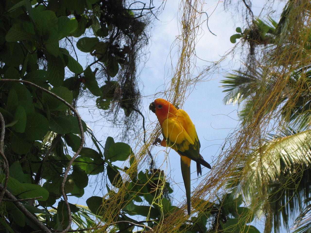 Parrot Maldives - Free photo on Pixabay