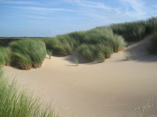 Netherlands Marram Grass Plants - Free photo on Pixabay - Pixabay