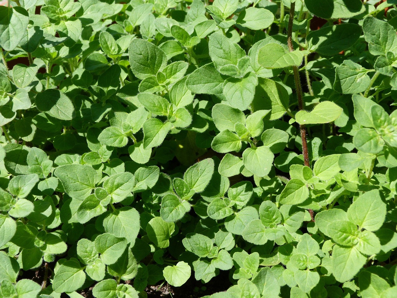 Oregano Plant Herb - Free photo on Pixabay