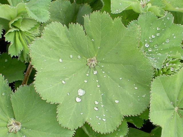 Alchemilka 女士们壁炉 Alchemilla - Pixabay上的免费照片 - Pixabay