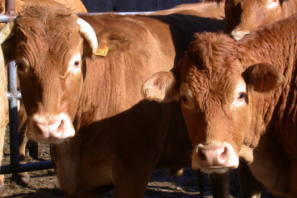 Agriculture Campagne Vache - Photo gratuite sur Pixabay - Pixabay