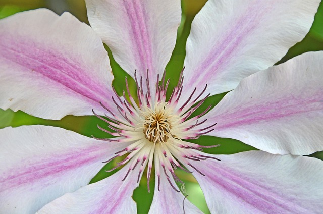 Flor Hoja Naturaleza Verano - Foto gratis en Pixabay - Pixabay