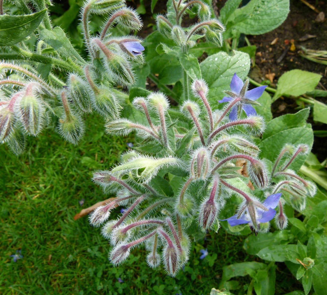 Borago Officinalis Flowers Plants - Free photo on Pixabay