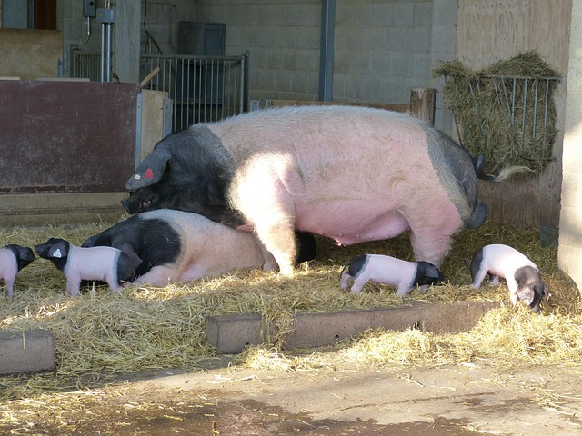 Schweine Eber Sau - Kostenloses Foto auf Pixabay - Pixabay