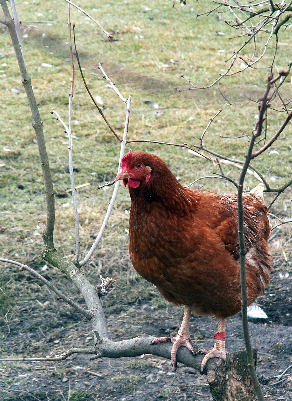 Hen Poultry Brown - Free photo on Pixabay - Pixabay