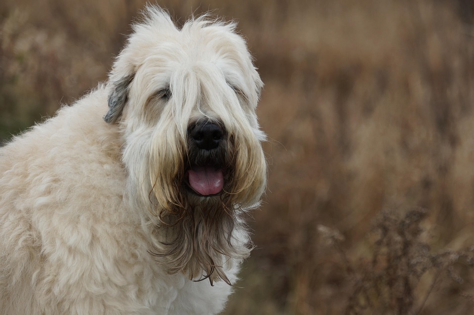 Wheaten Terrier Dog Pet - Free photo on Pixabay