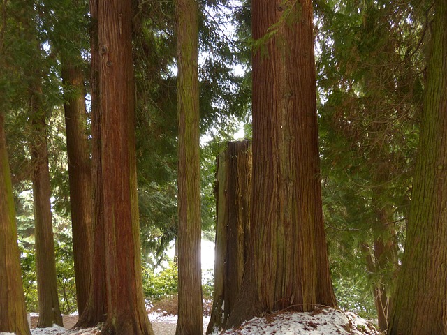 Giant Tree Of Life Plant - Free photo on Pixabay