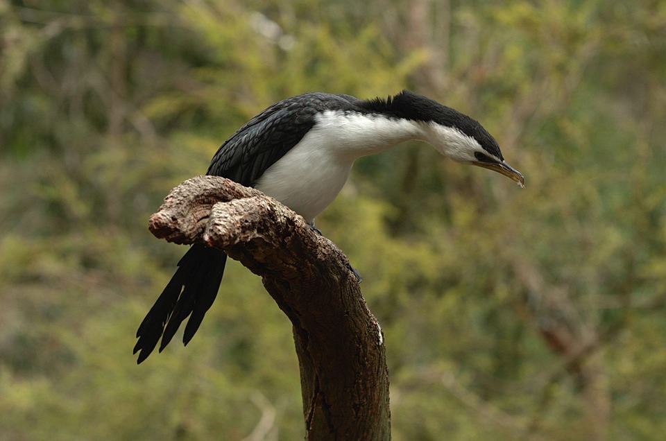 Cormoran Oiseau Membre - Photo gratuite sur Pixabay