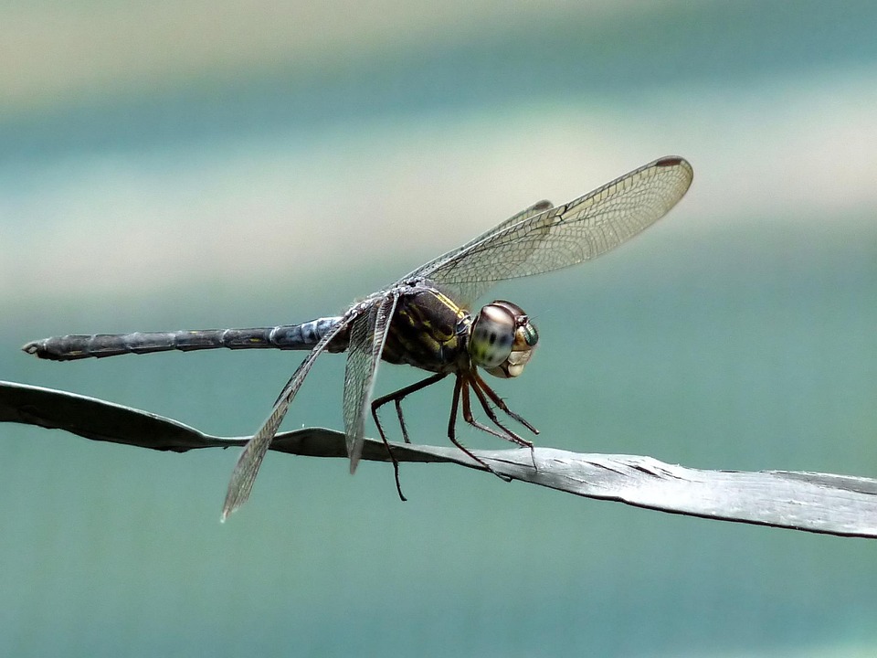 Cratilla Lineata Emerald Banded - Free photo on Pixabay