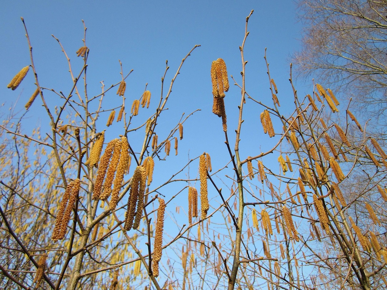 Haselnuss Corylus Avellana - Foto gratuita no Pixabay - Pixabay