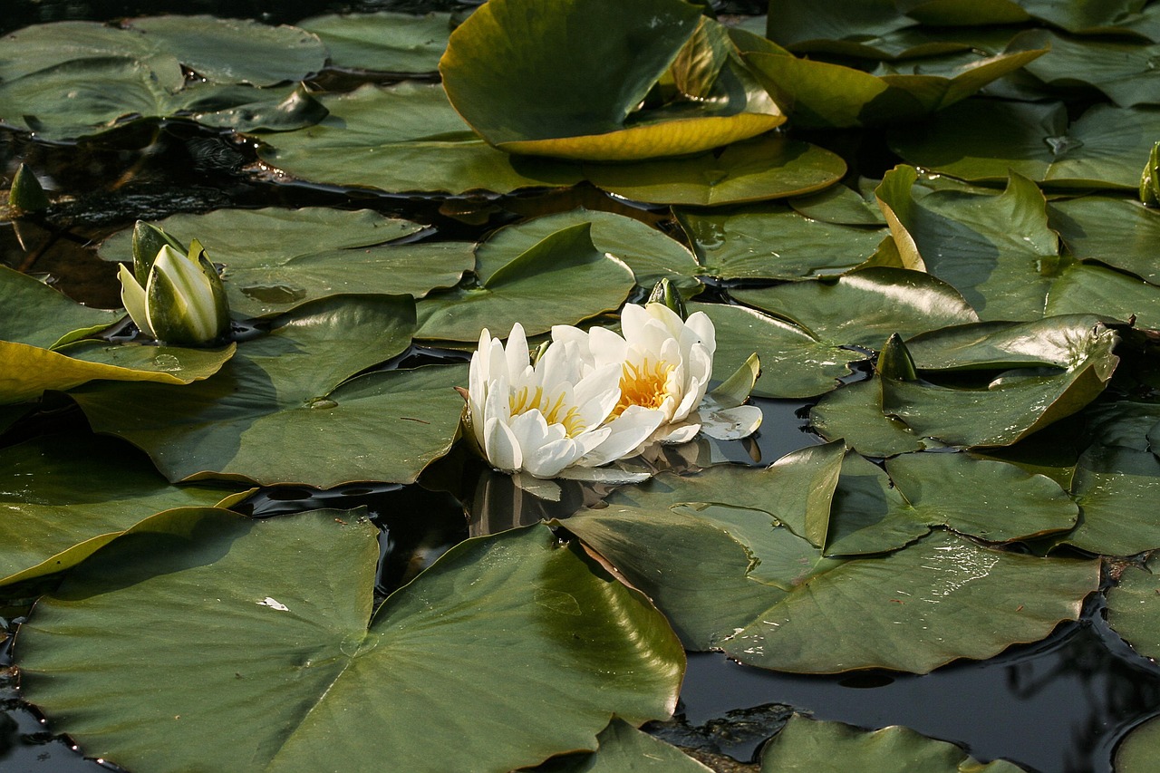 Nymphaea Alba