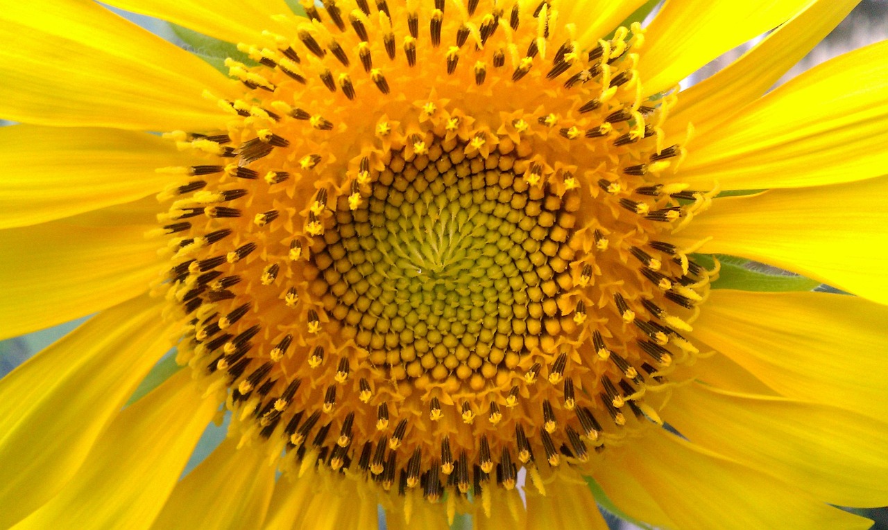 Sunflower Seeds - Free photo on Pixabay - Pixabay