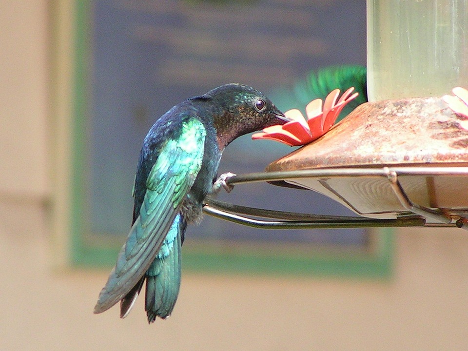 Colibri Oiseau Fleur - Photo gratuite sur Pixabay - Pixabay