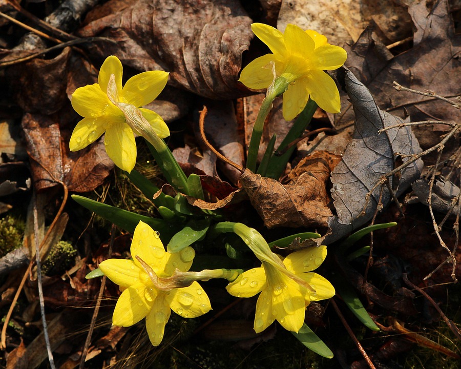 Miniture Daffodils Small Flowers - Free photo on Pixabay - Pixabay