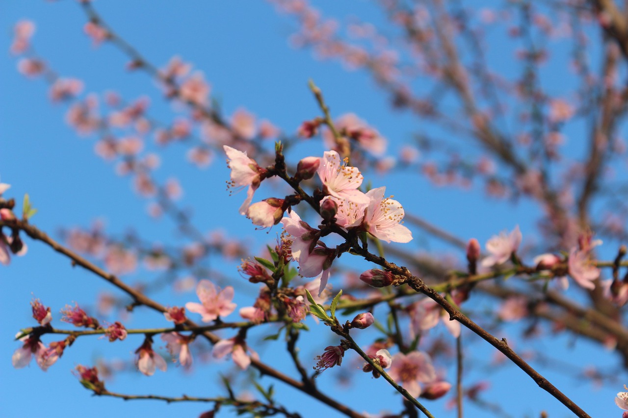 Spring Flowers - Free photo on Pixabay - Pixabay