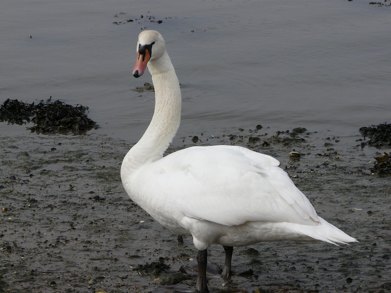 Cisne Pájaro Ave Fauna - Foto gratis en Pixabay - Pixabay