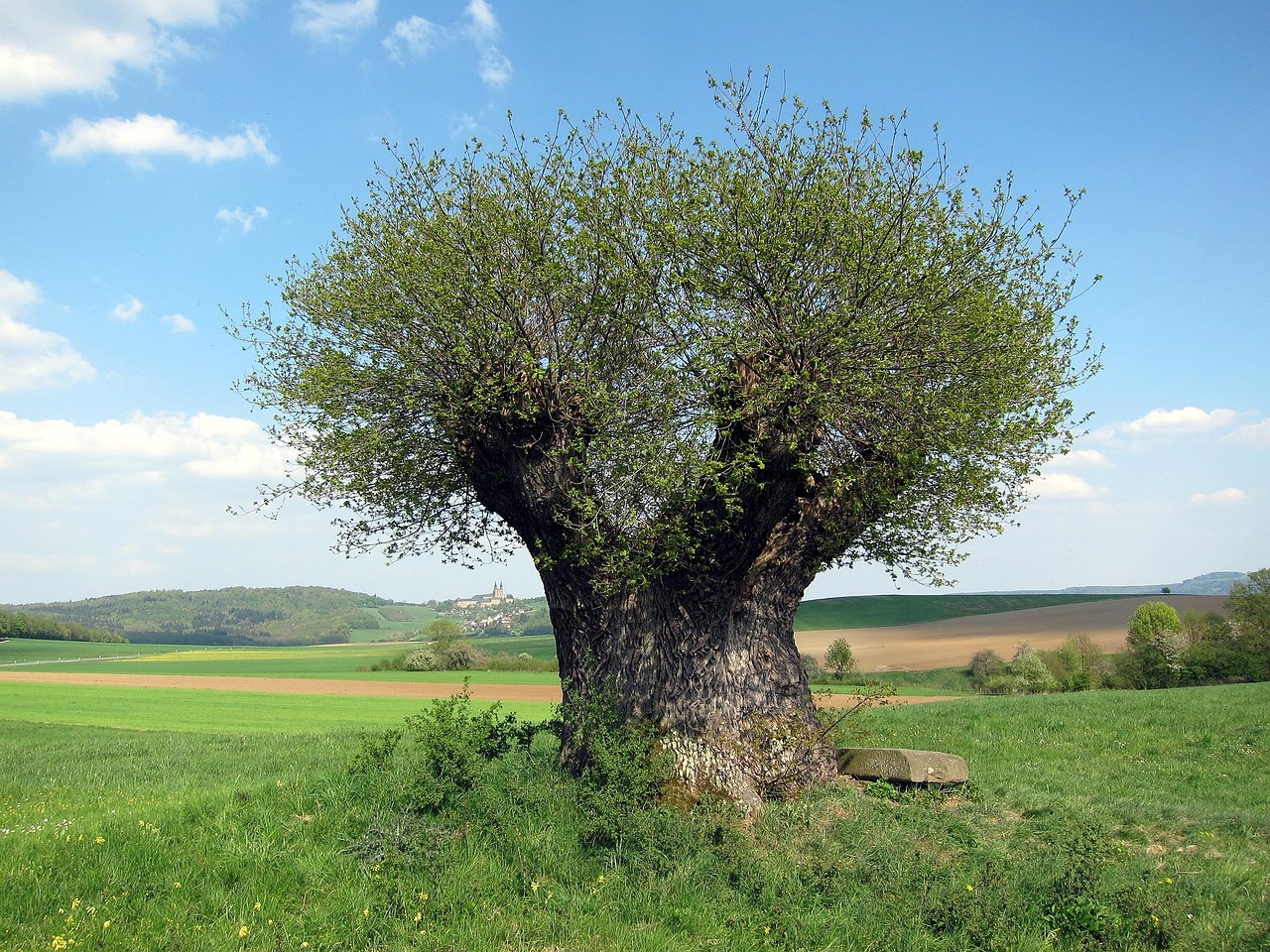 Germany Landscape Tree - Free photo on Pixabay - Pixabay