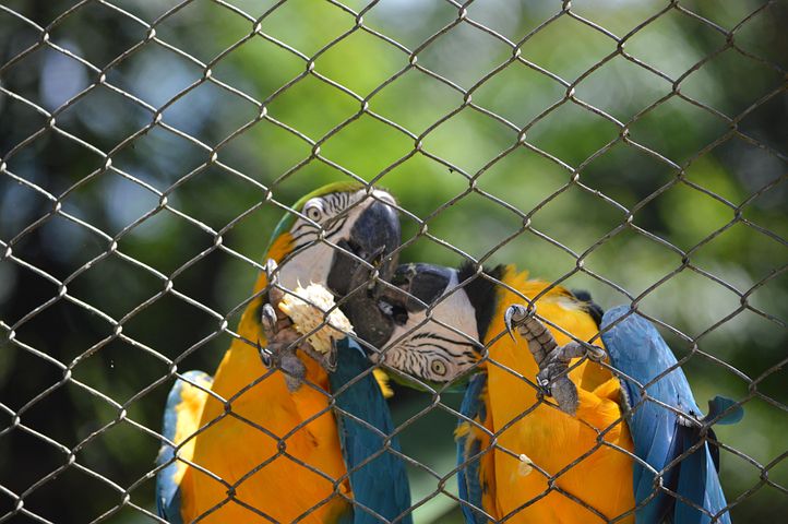 100+ Free Birds Kissing & Kiss Images - Pixabay
