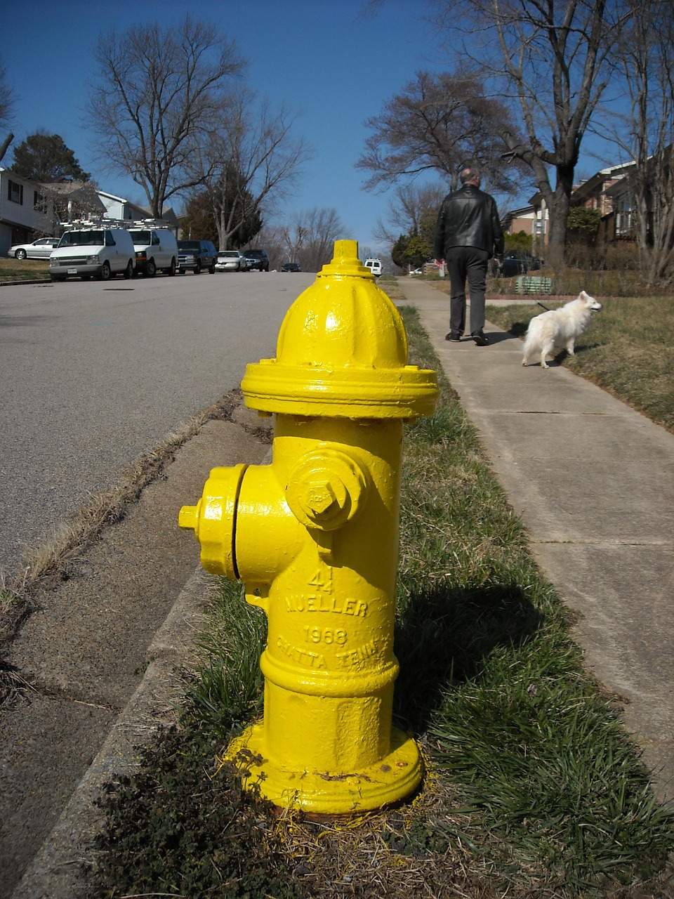 Hydrant Street Dog - Free photo on Pixabay - Pixabay