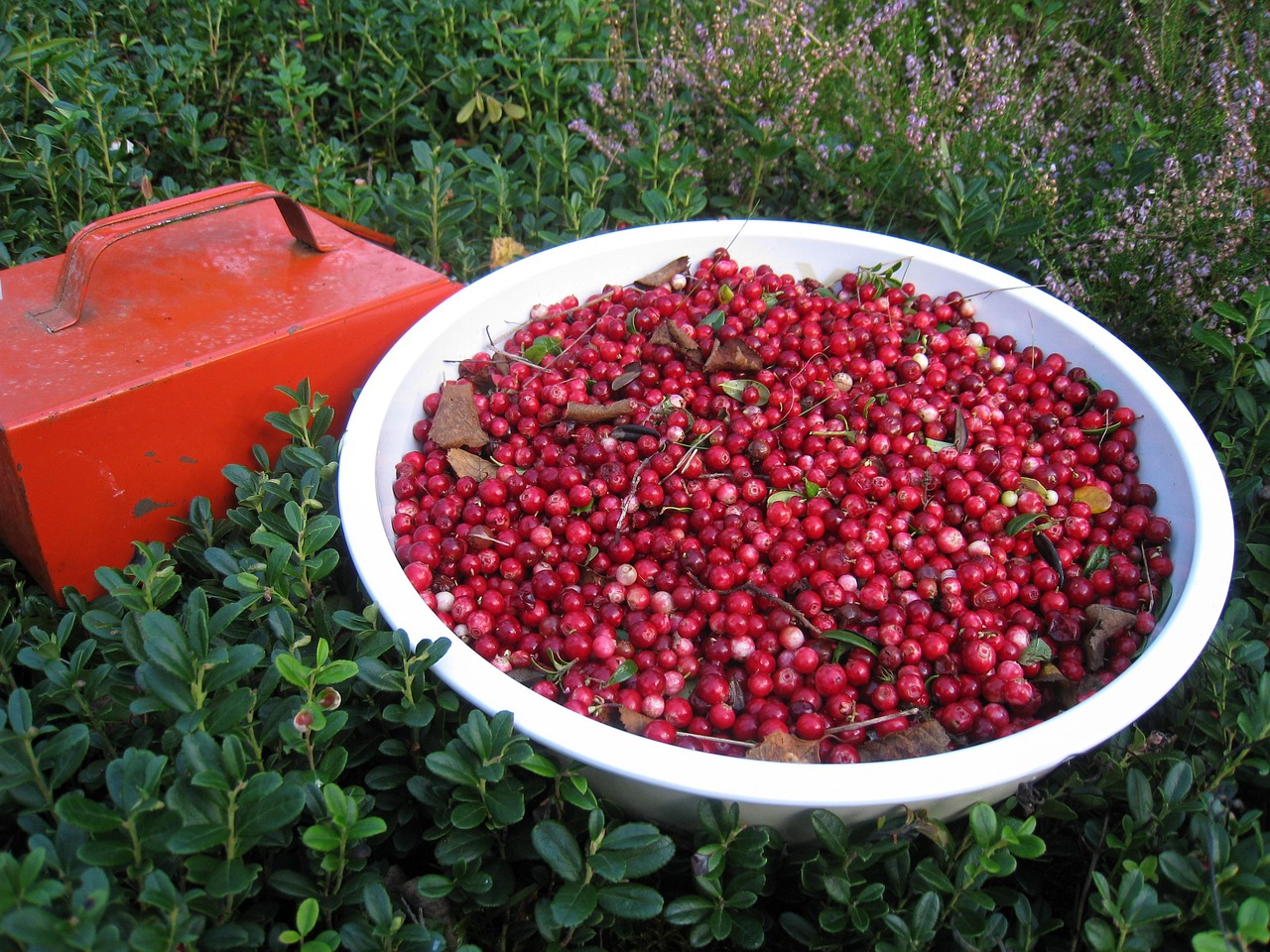 Lingon Rice Berry Pickers Mixing - Free photo on Pixabay - Pixabay