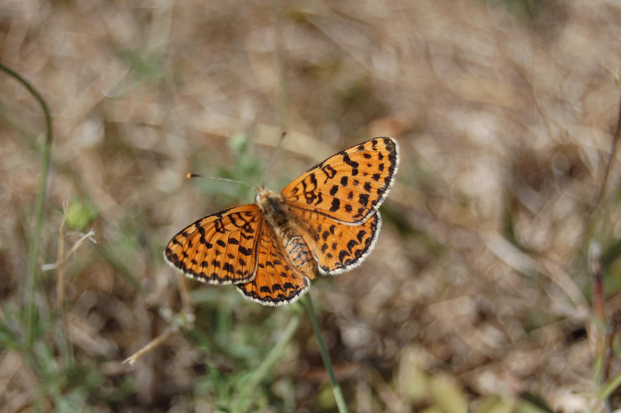 Mariposa Naturaleza - Foto gratis en Pixabay - Pixabay