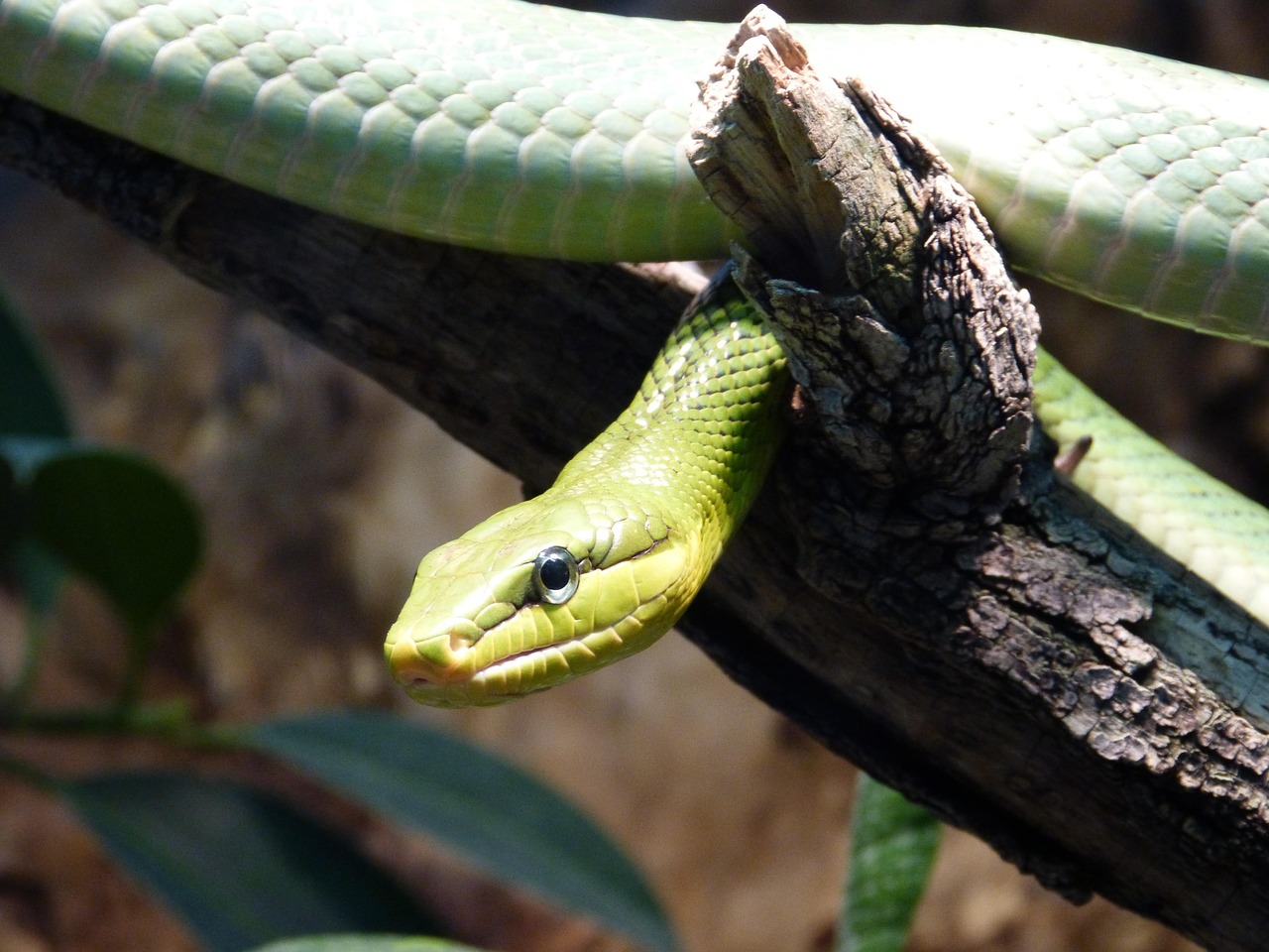 Page 2 - 1,000+ Free Dandruff & Reptile Images - Pixabay
