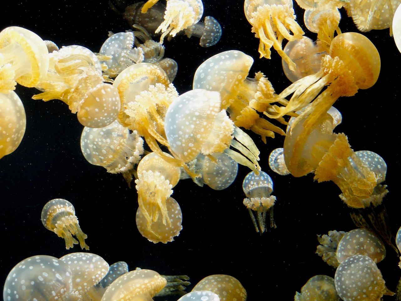 Jellyfish Sea Life Underwater - Free photo on Pixabay - Pixabay