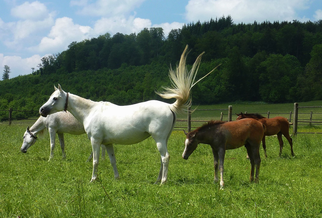 Horses Animals Equine - Free photo on Pixabay - Pixabay