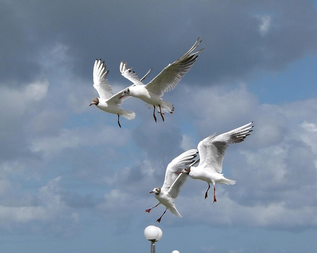 Chroicocephalus Ridibundus Birds - Free photo on Pixabay