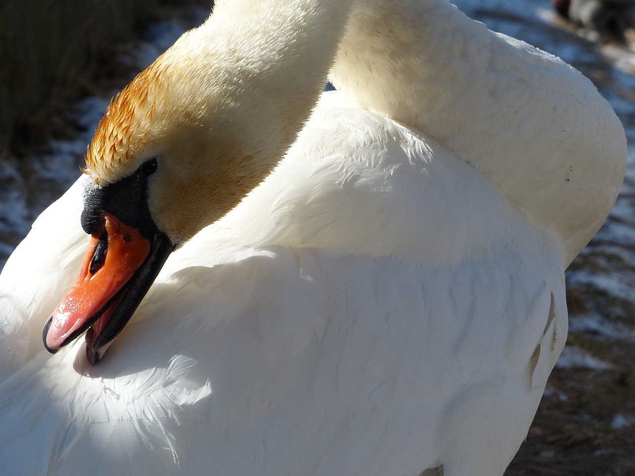 Mute Swan Clean - Free photo on Pixabay - Pixabay