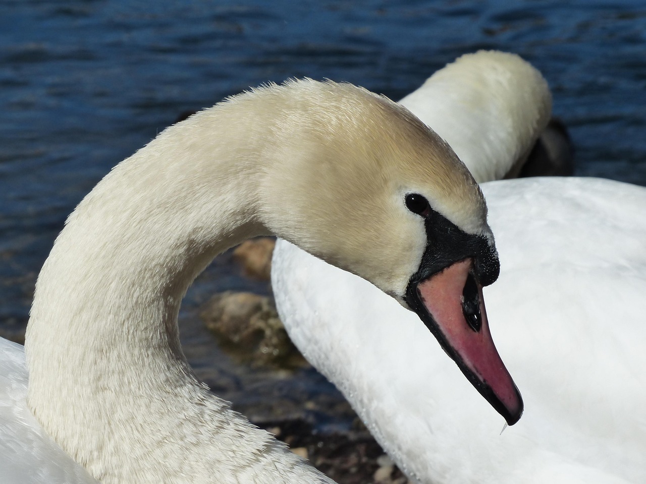 Łabędź Niemy Ptak - Darmowe zdjęcie na Pixabay - Pixabay