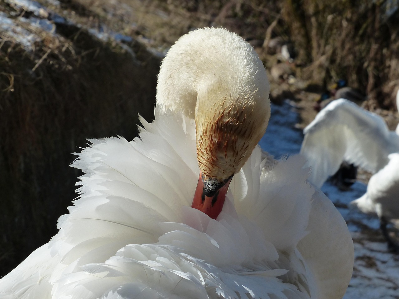 Mute Swan Clean - Free photo on Pixabay - Pixabay