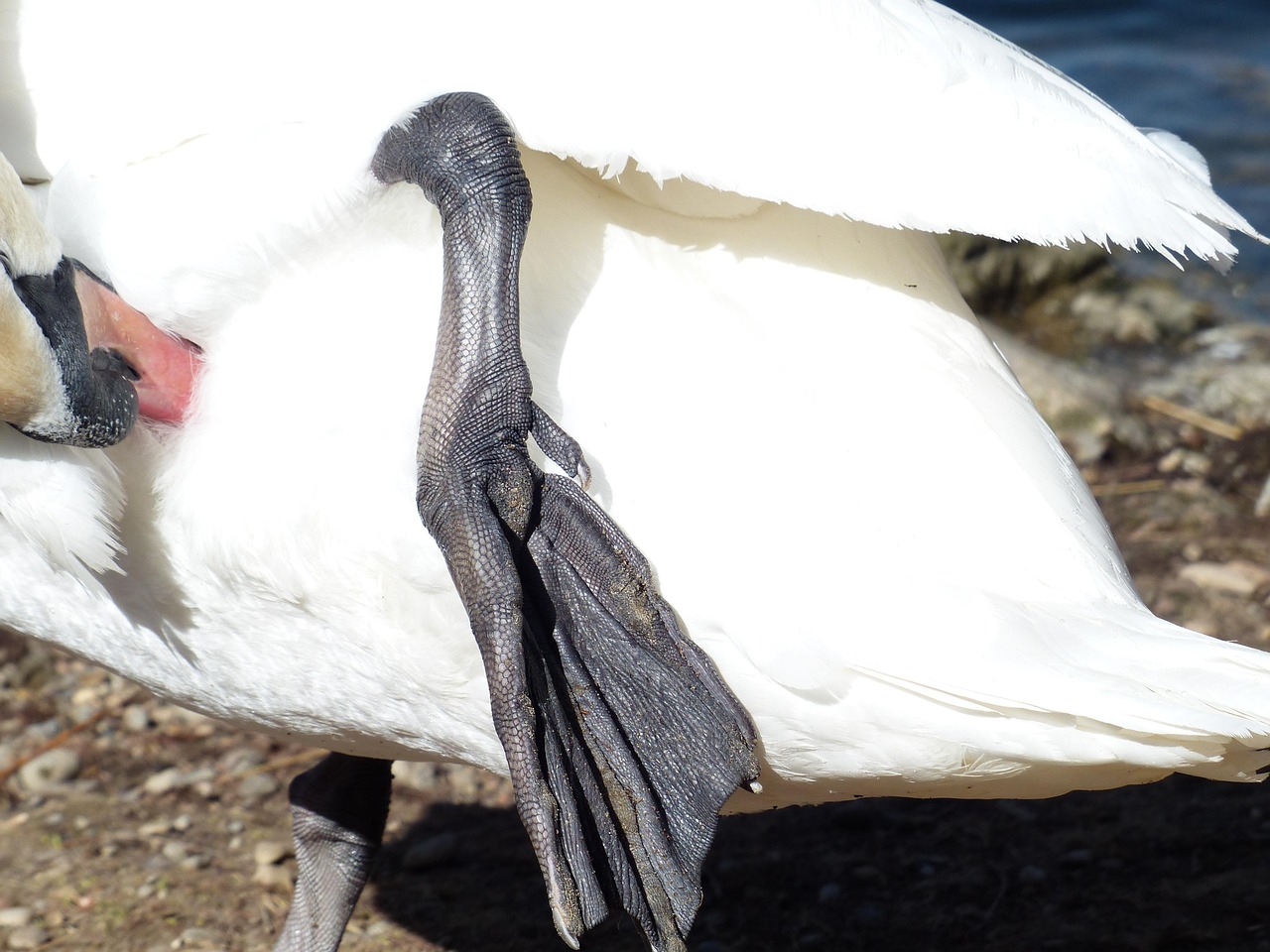 Höckerschwan Schwan Vogel - Kostenloses Foto auf Pixabay - Pixabay