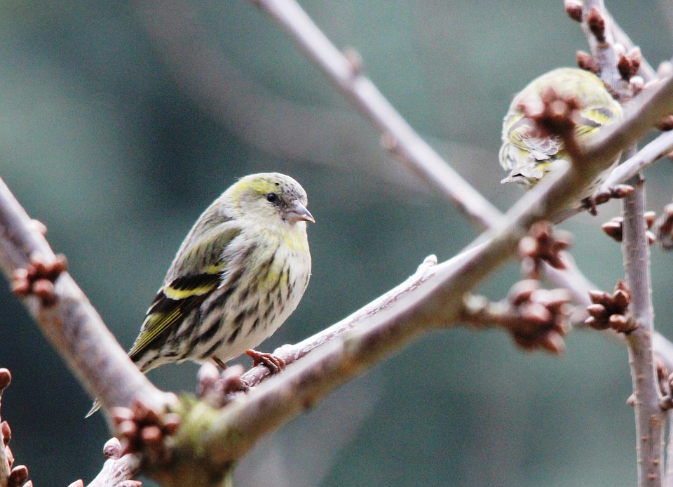 Greenfinch Bird Feathers - Free photo on Pixabay