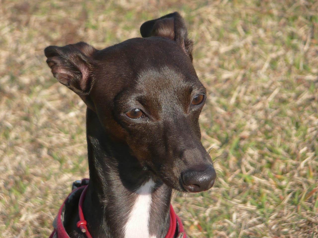 Galgo Perro Canino - Foto gratis en Pixabay - Pixabay