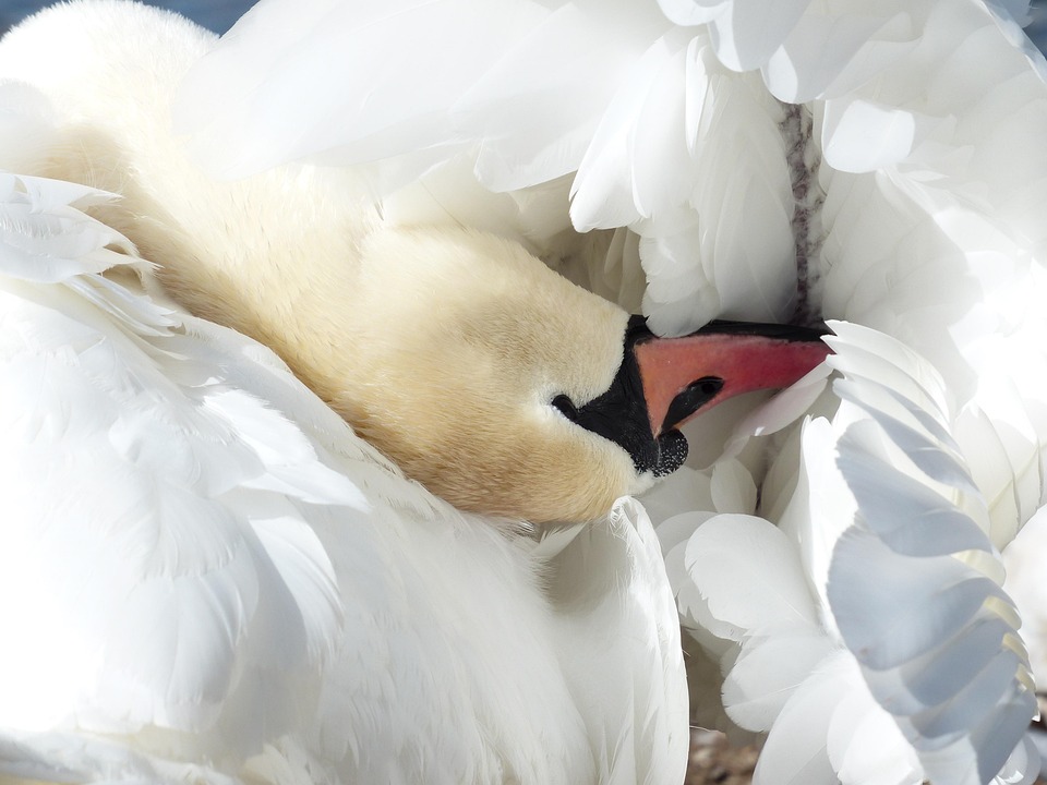 Cisne Limpio Pájaro - Foto gratis en Pixabay - Pixabay