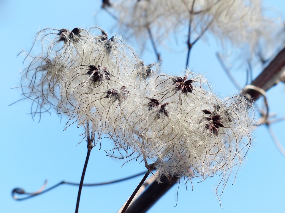 Common Clematis Fruit Stands Soft - Free photo on Pixabay