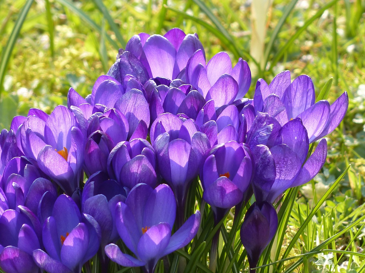 Crocus Purple Flowers - Free photo on Pixabay